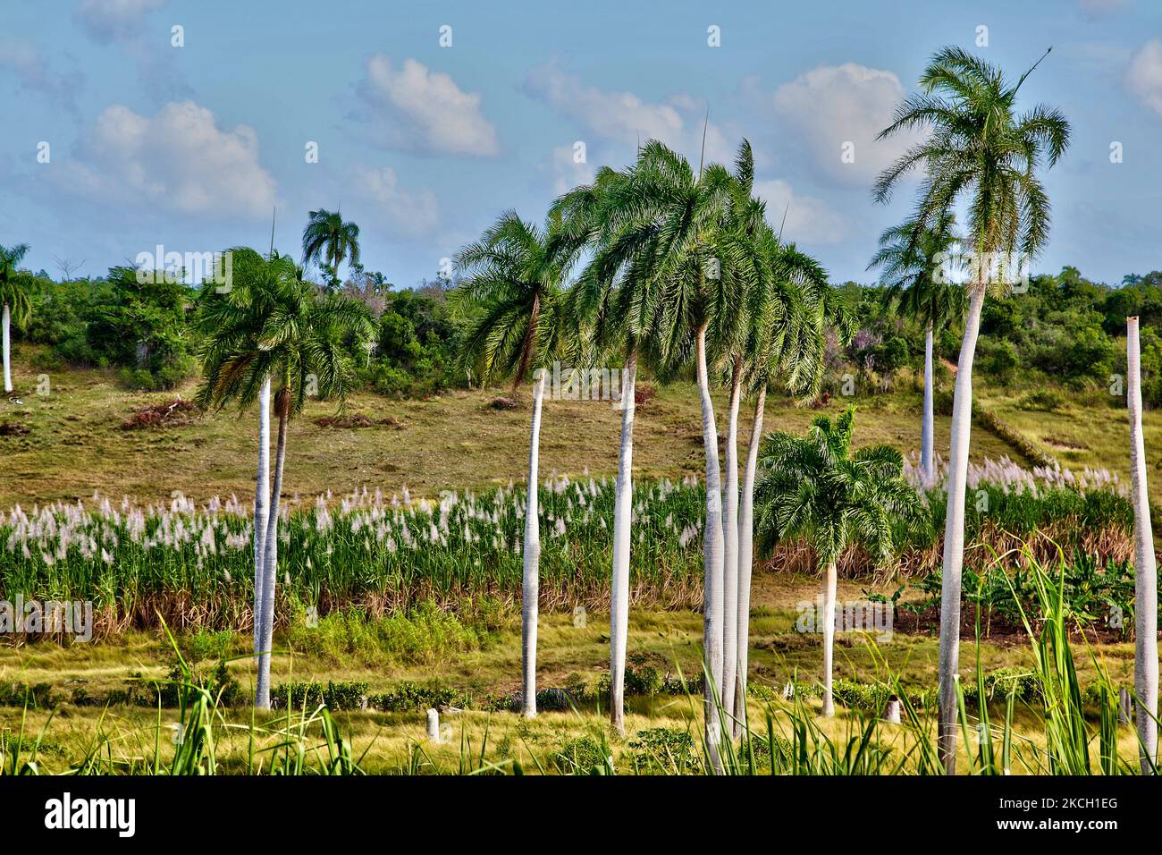 Palm trees and sugarcane growing on farm near Boca De Sama, Cuba, on ...