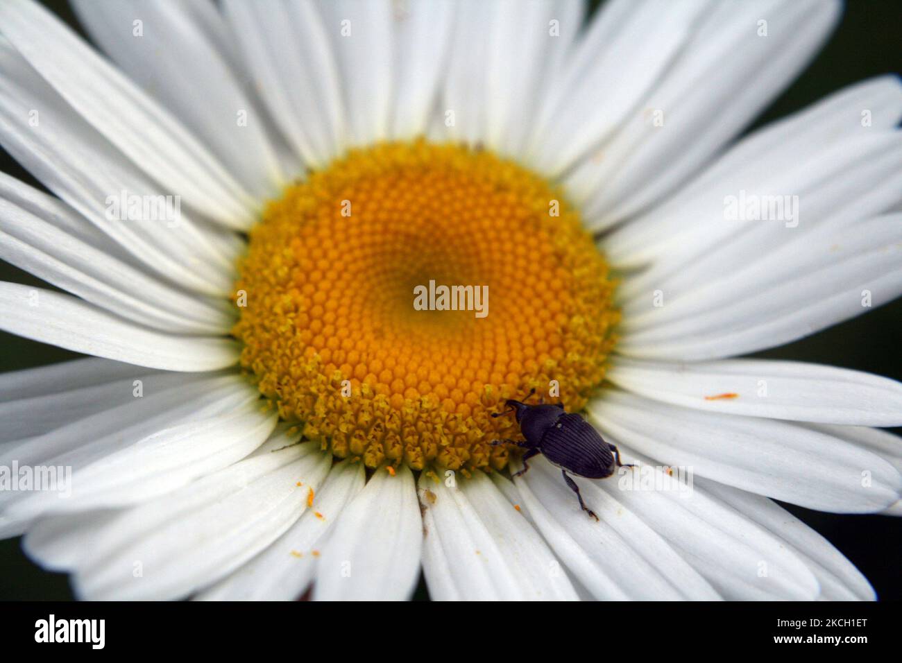 Beetles on a daisy flower hi-res stock photography and images - Alamy