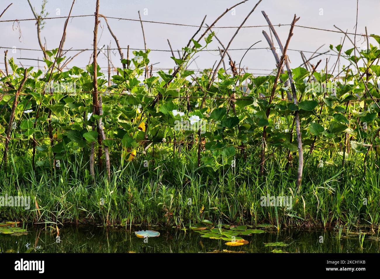 Floating vegetable gardens deep along the backwaters of Dal Lake in ...