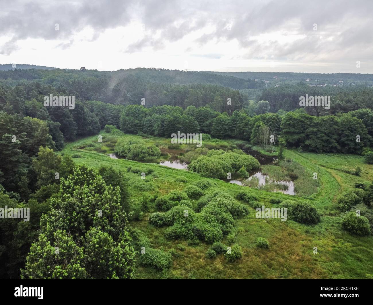 Polish state forests hi-res stock photography and images - Alamy