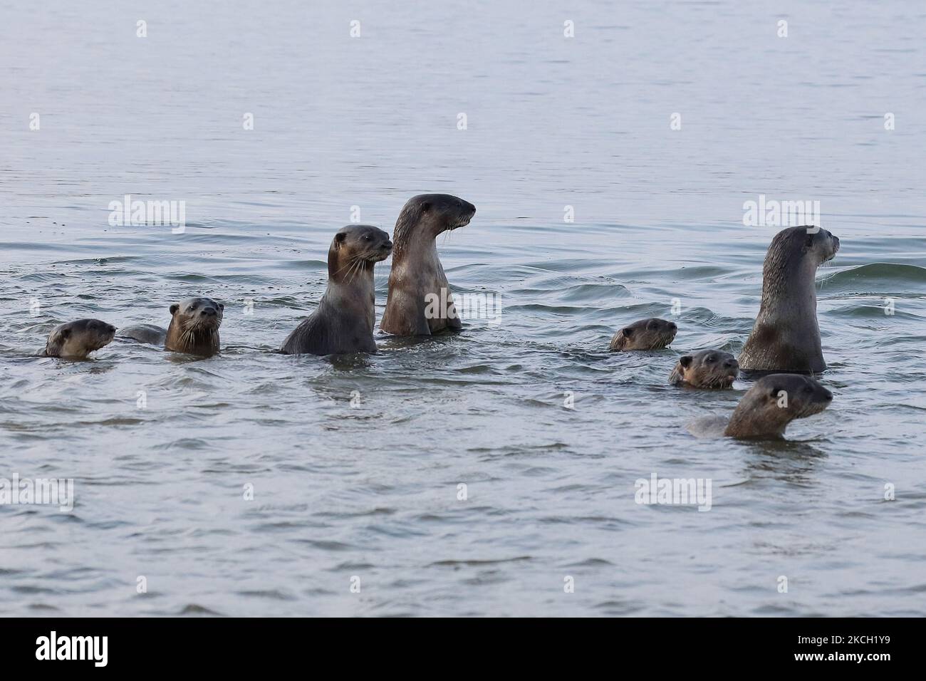 A bevy of smooth coated otters on the lookout at the Gardens by the Bay ...