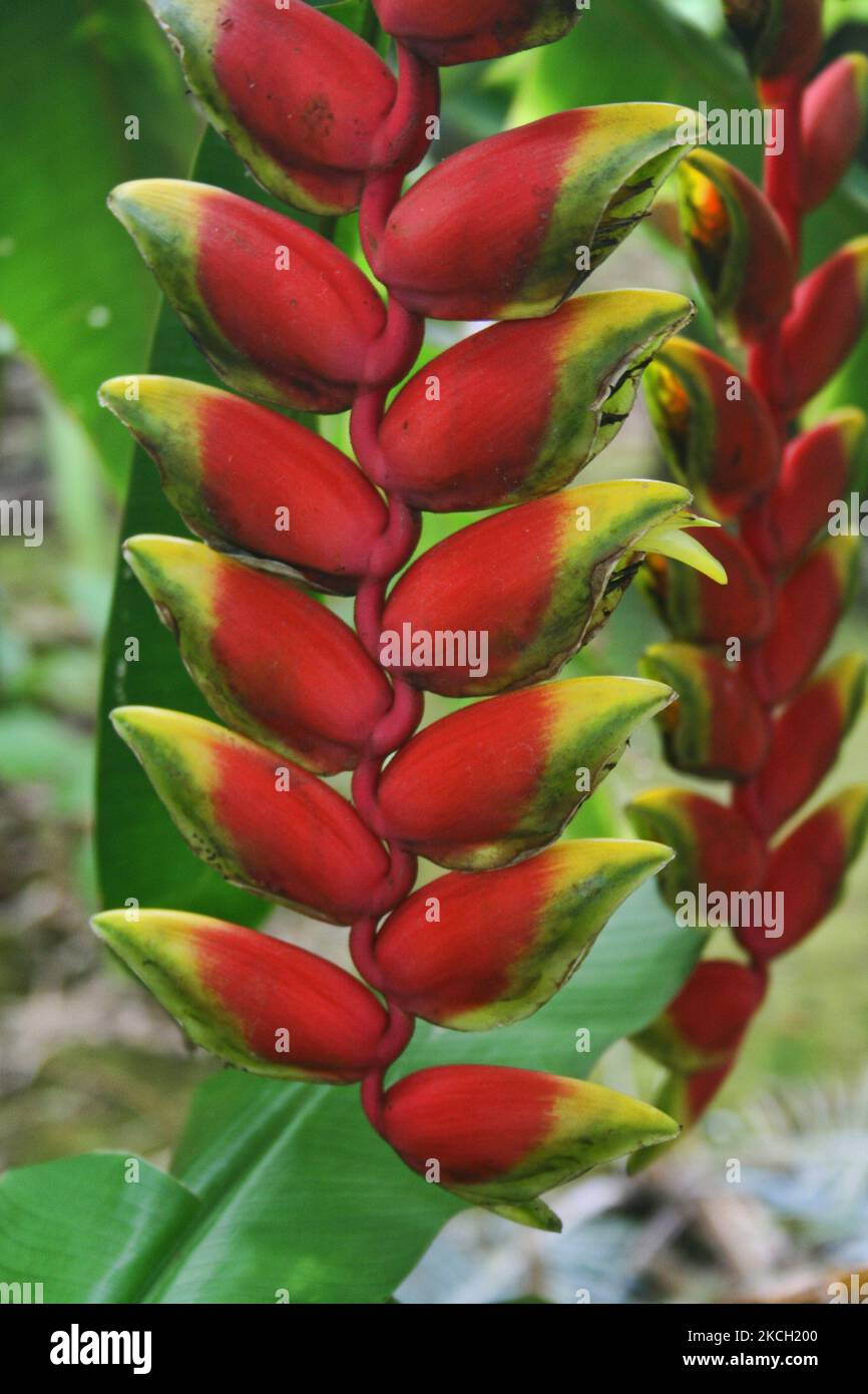 Heliconia flower (Heliconia pendula) growing on the island of Maui ...