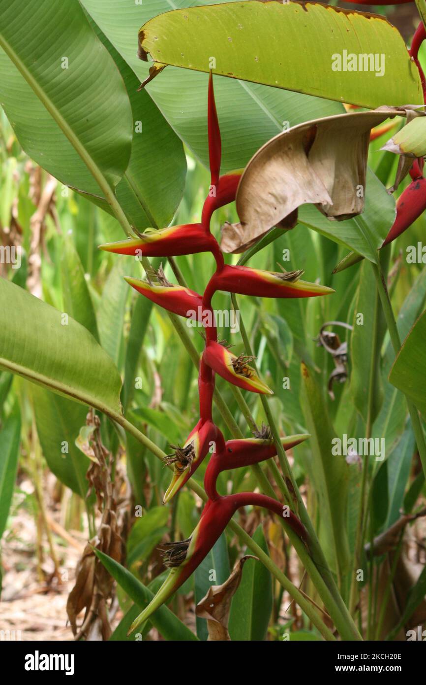 Heliconia flower (Heliconia pendula) growing on the island of Maui ...