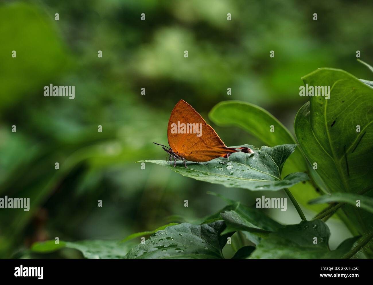 Species of butterflies hi-res stock photography and images - Alamy