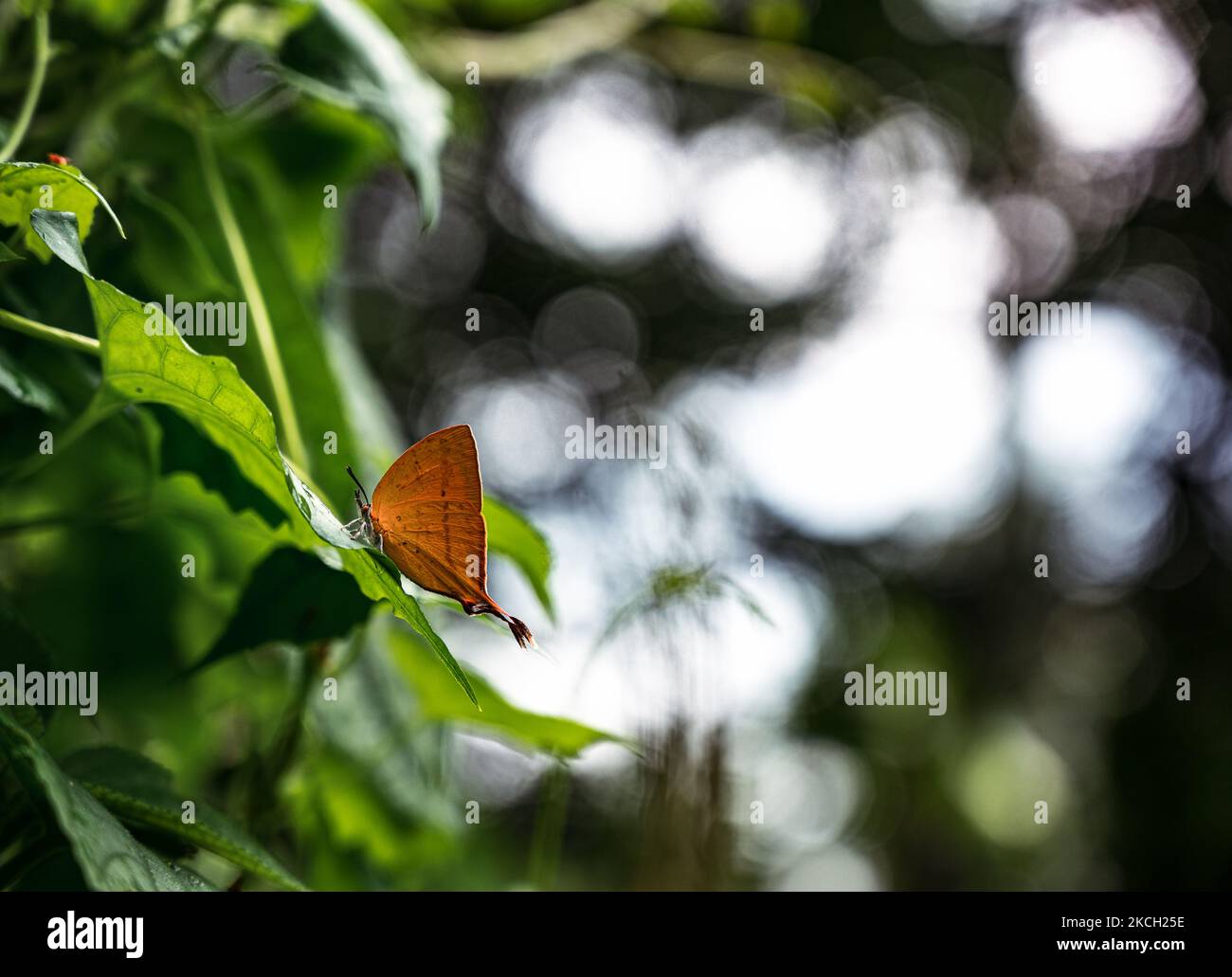 Species of butterflies hi-res stock photography and images - Alamy