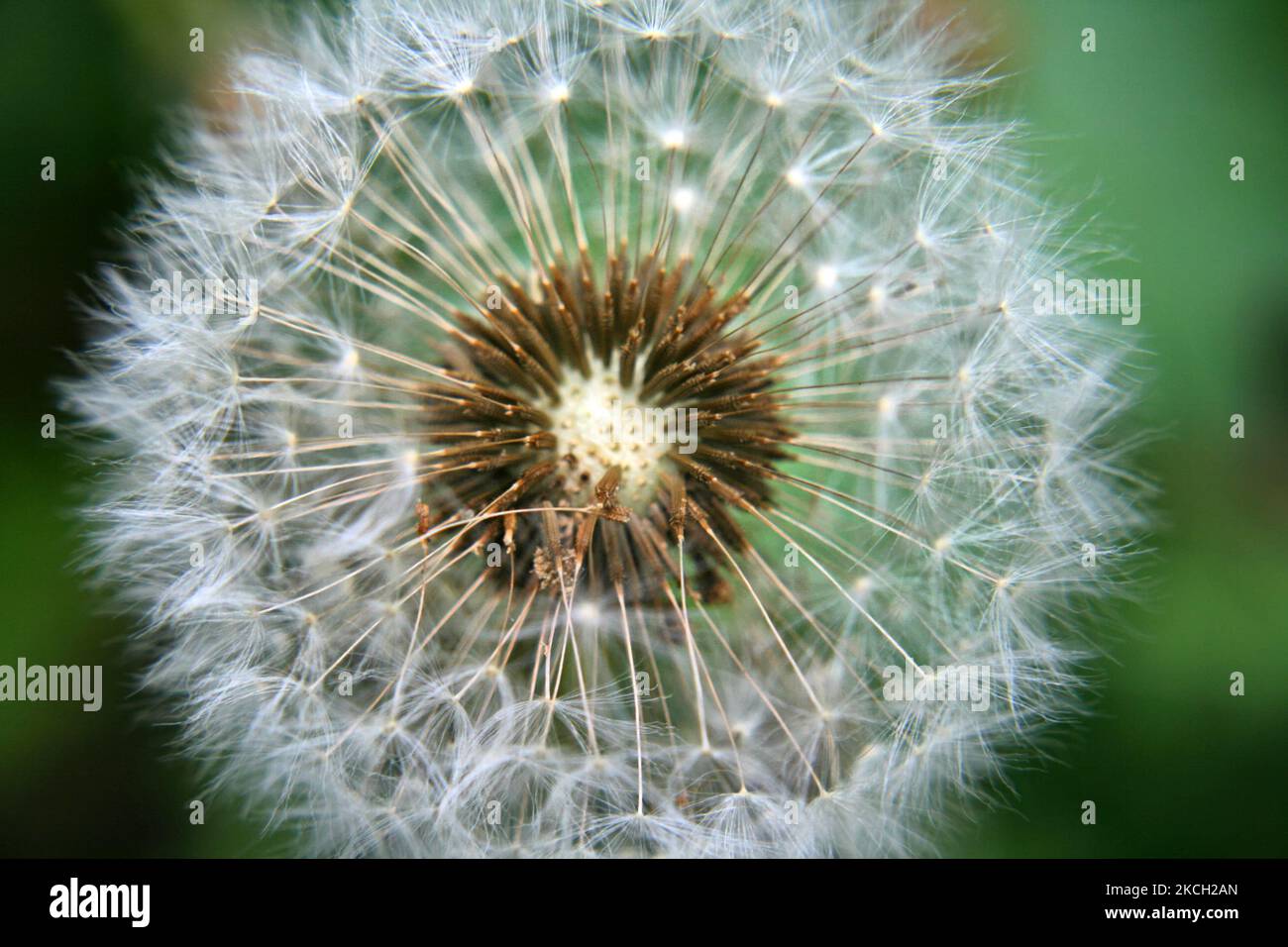 Close-up of a dandelion (Taraxacum) ready to disperse it's seeds in ...