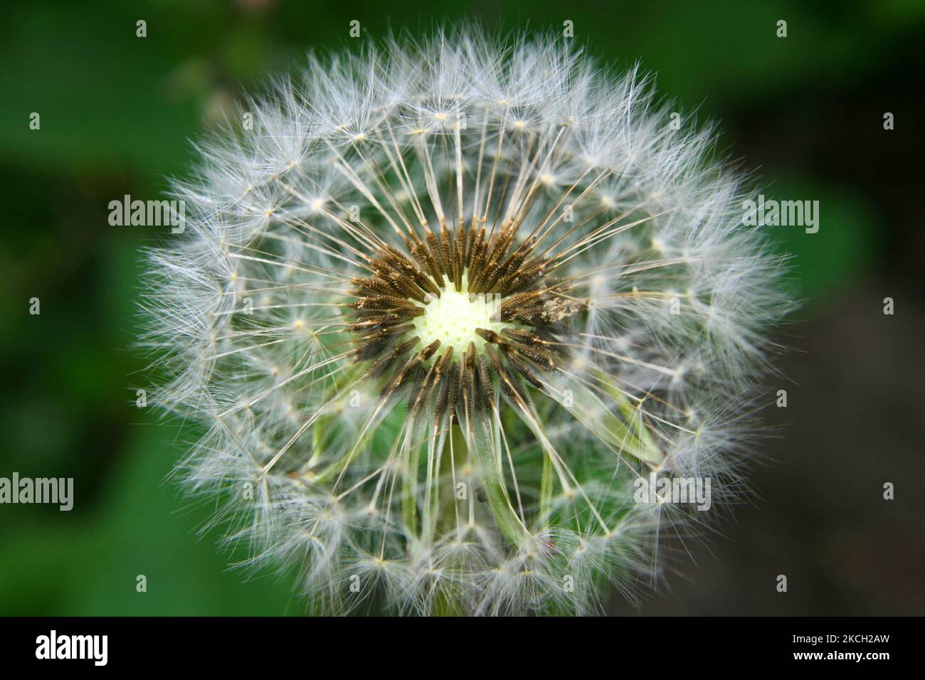 Close-up of a dandelion (Taraxacum) ready to disperse it's seeds in ...