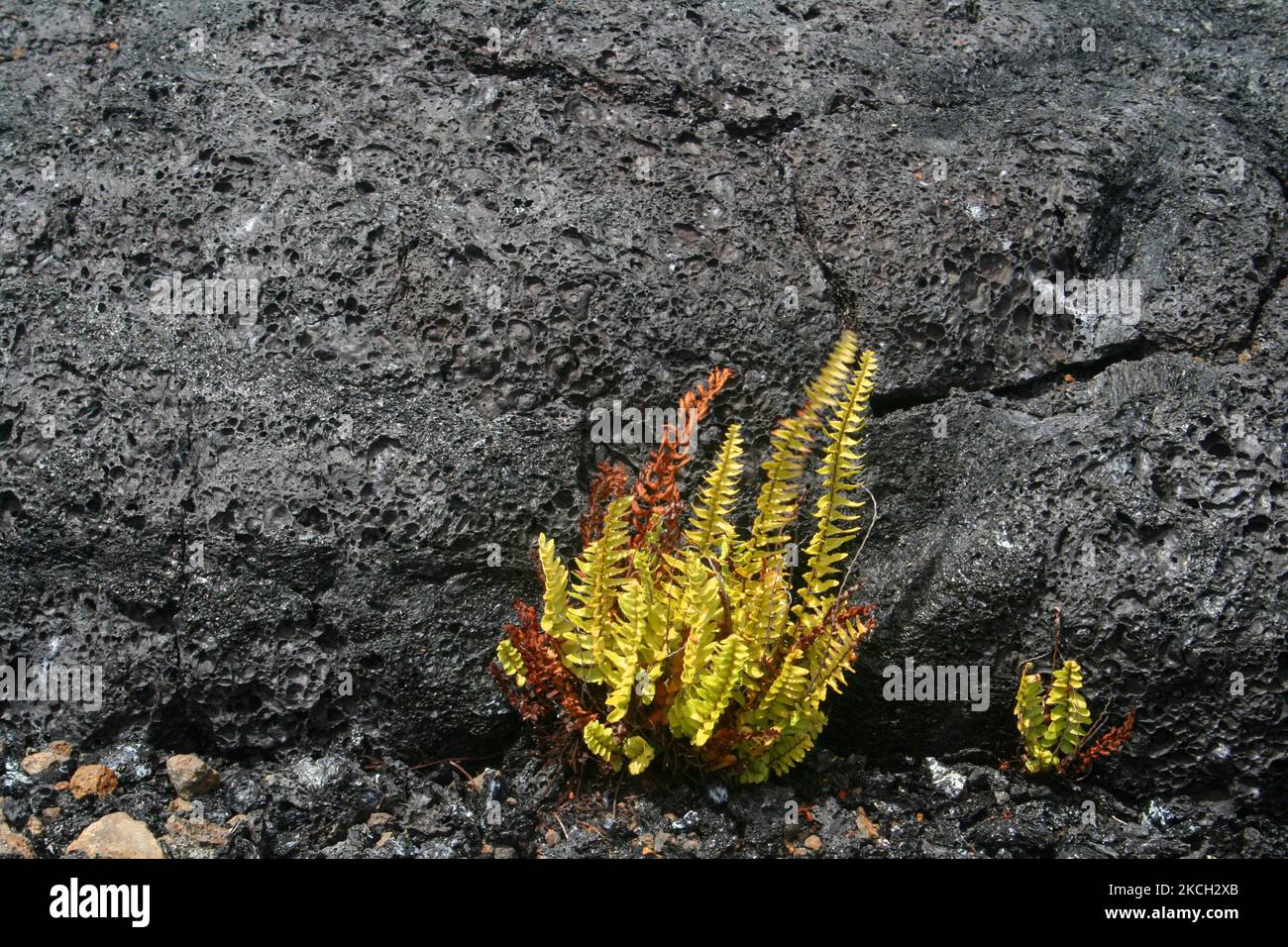 Fern phylum pteridophyta hi-res stock photography and images - Alamy