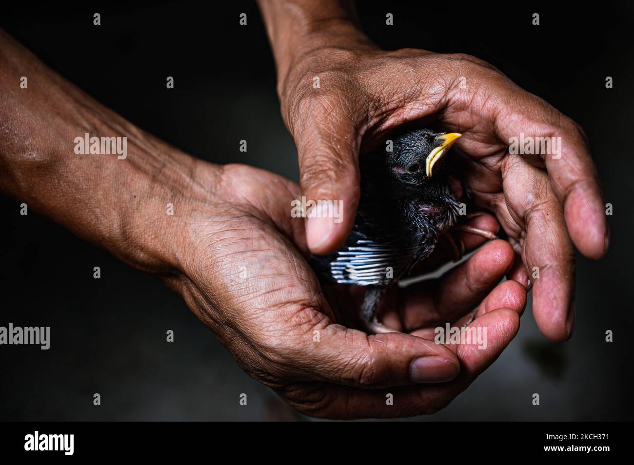 Myna bird nest hi-res stock photography and images - Alamy
