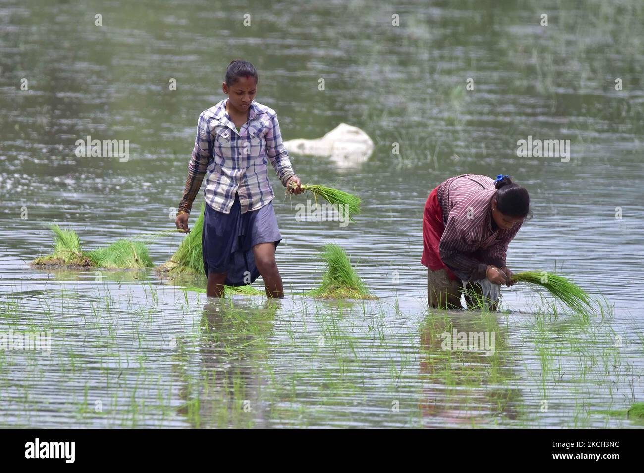 Women plant rice saplings at a paddy field at a village in Nagaon ...