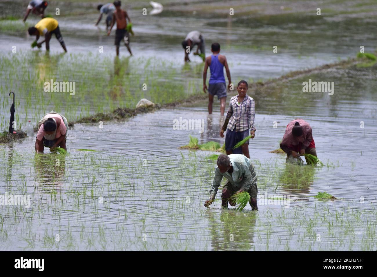 Indian farmers plant rice saplings at a paddy field at a village in ...