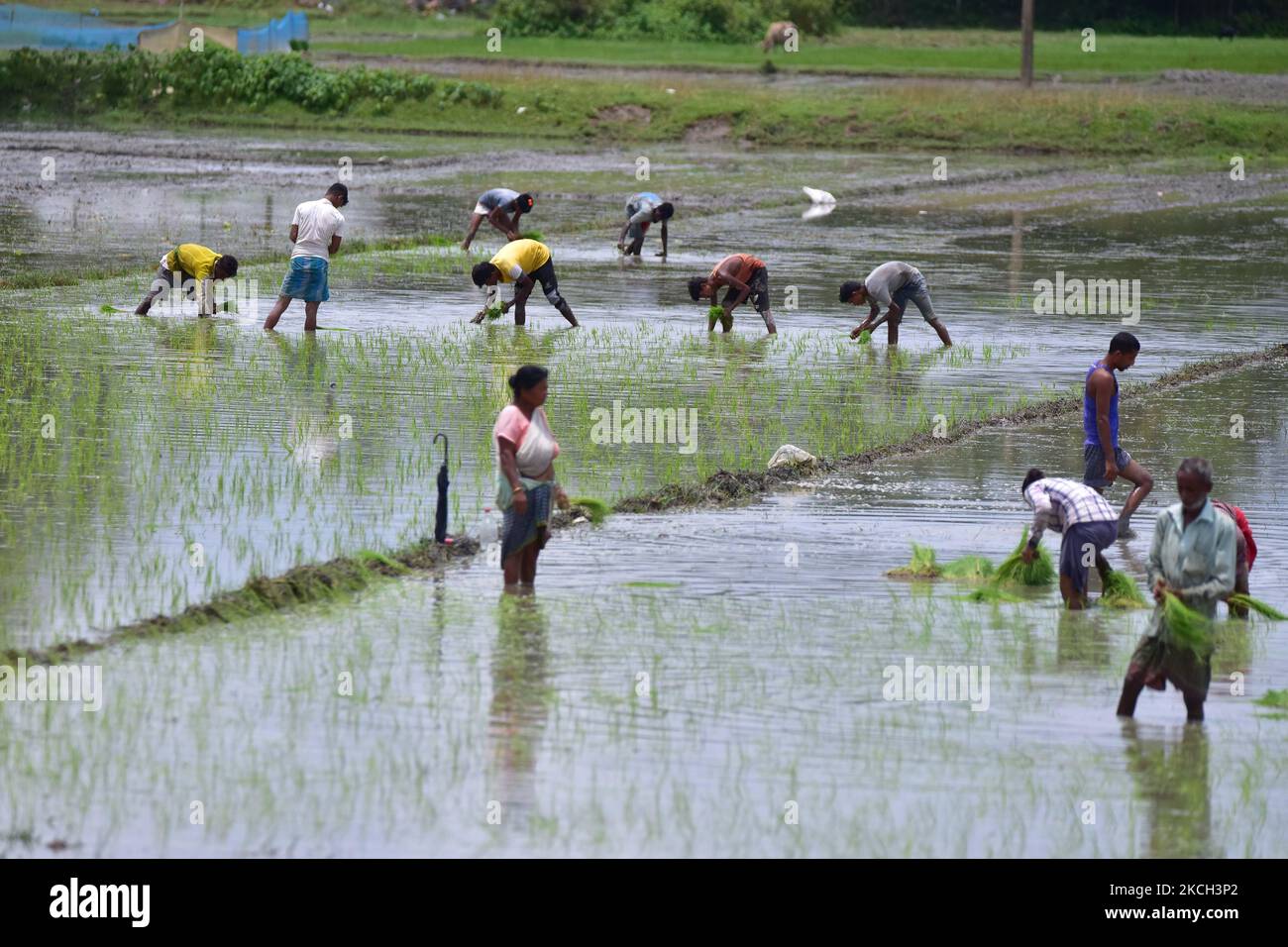 Indian farmers plant rice saplings at a paddy field at a village in ...