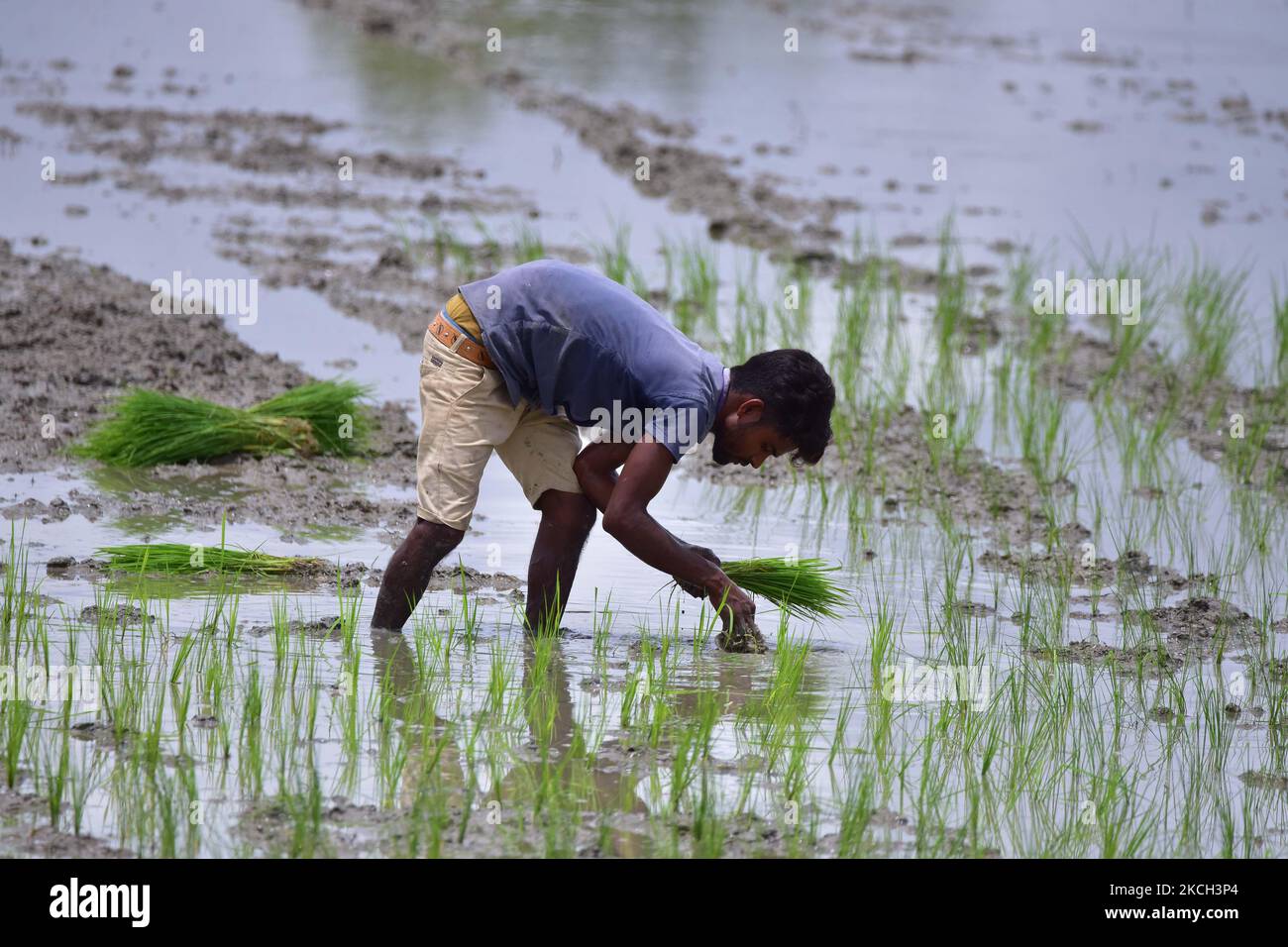 A farmer plant rice saplings at a paddy field at a village in Nagaon ...
