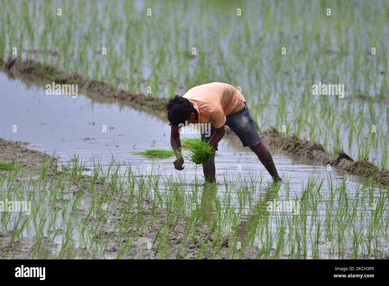 A farmer plant rice saplings at a paddy field at a village in Nagaon ...