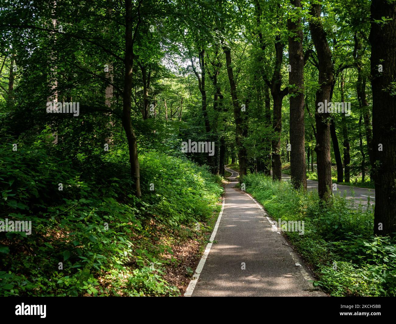 Thanks to the last rainfalls the forests in the province of Gelderland ...