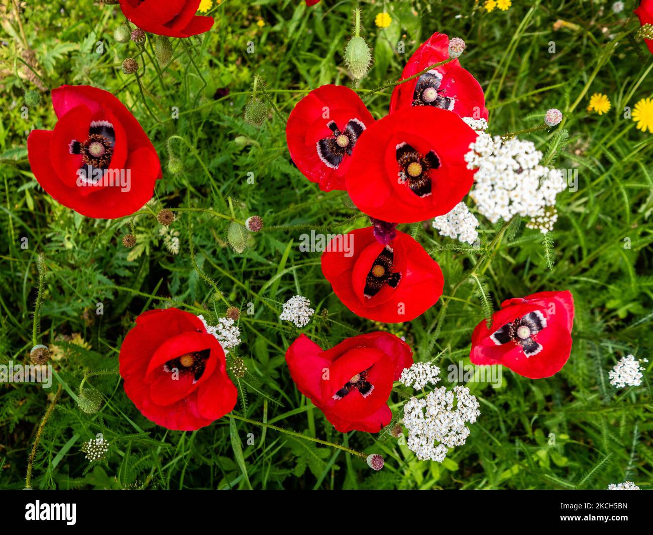 A view of poppies and other flowers in the province of Gelderland, on ...
