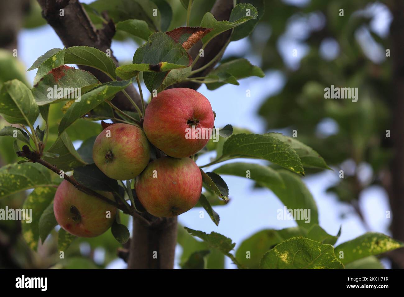 First crop of the year, Hazratballi Apples growing in an Orchard in ...