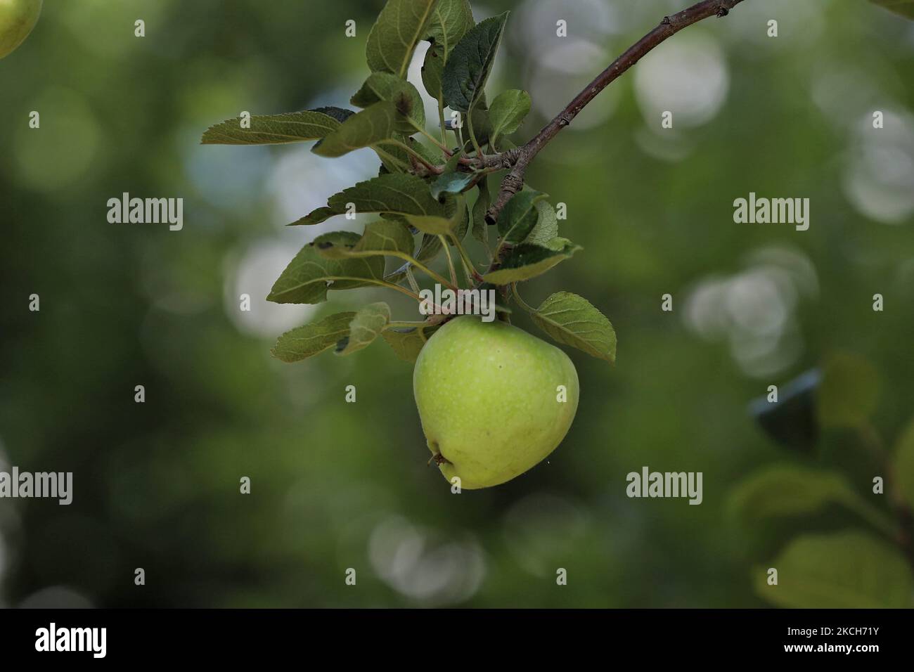 A Green Raw Apple growing in an Orchard in Sopore Town of DIstrict ...