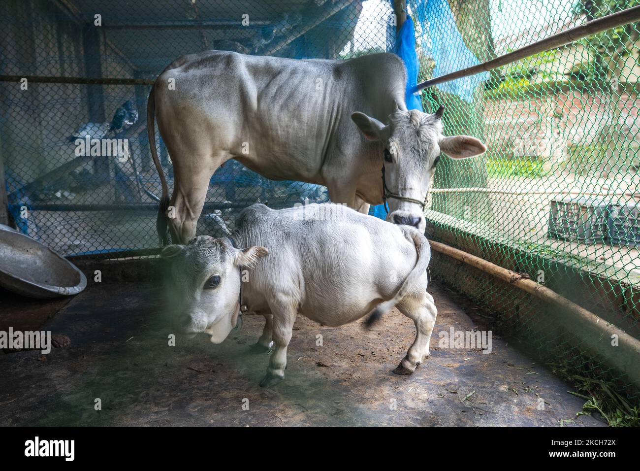 A dwarf cow named Rani (bottom), whose owners applied to the Guinness ...