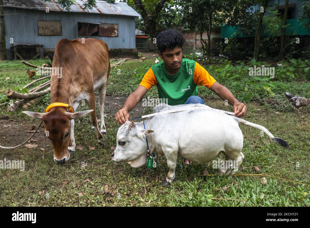 Smallest cow in the world hi-res stock photography and images - Alamy