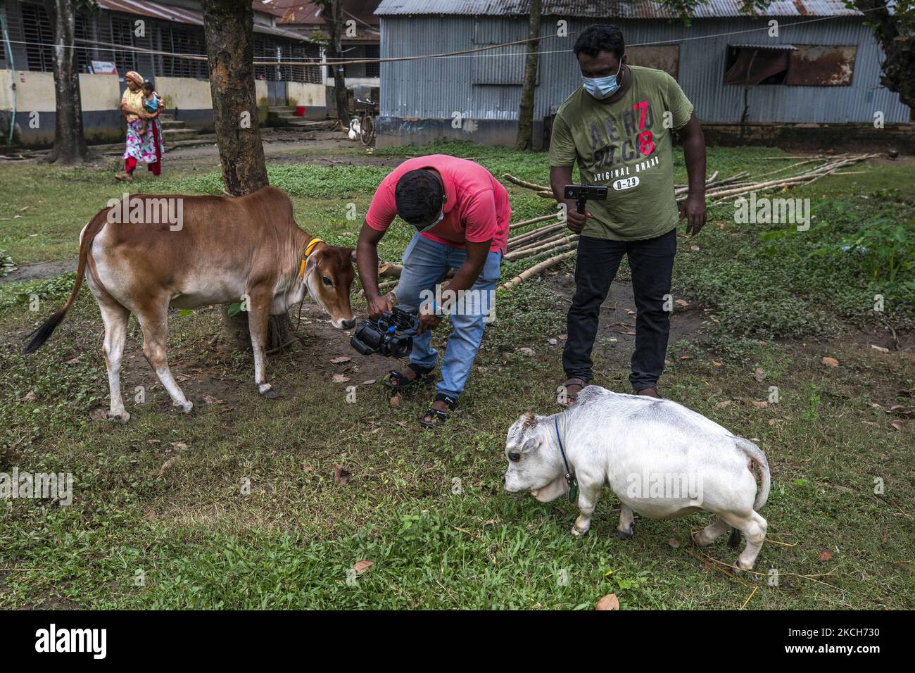 Bangladeshi journalists take pictures of a dwarf cow named Rani, whose ...