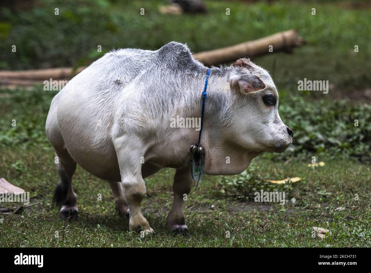 Rani dwarf cow hi-res stock photography and images - Alamy