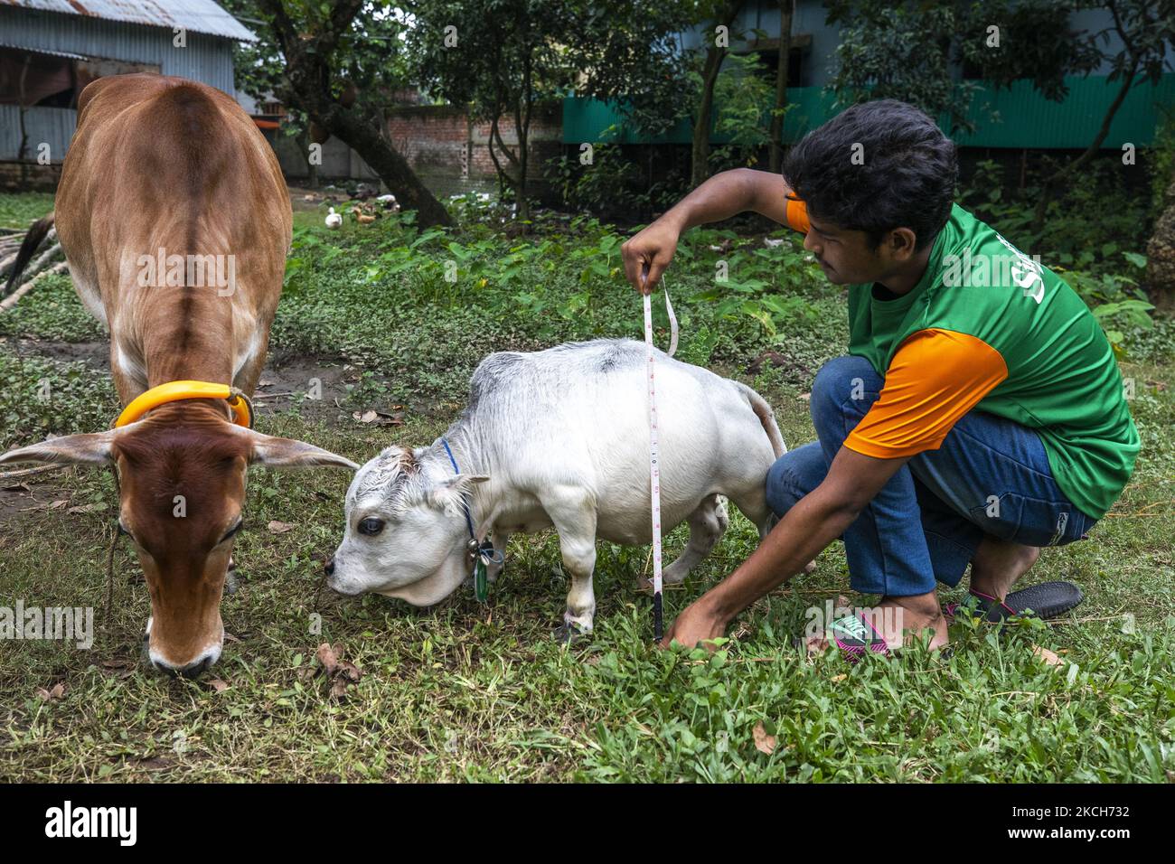 The Smallest Cow In The World