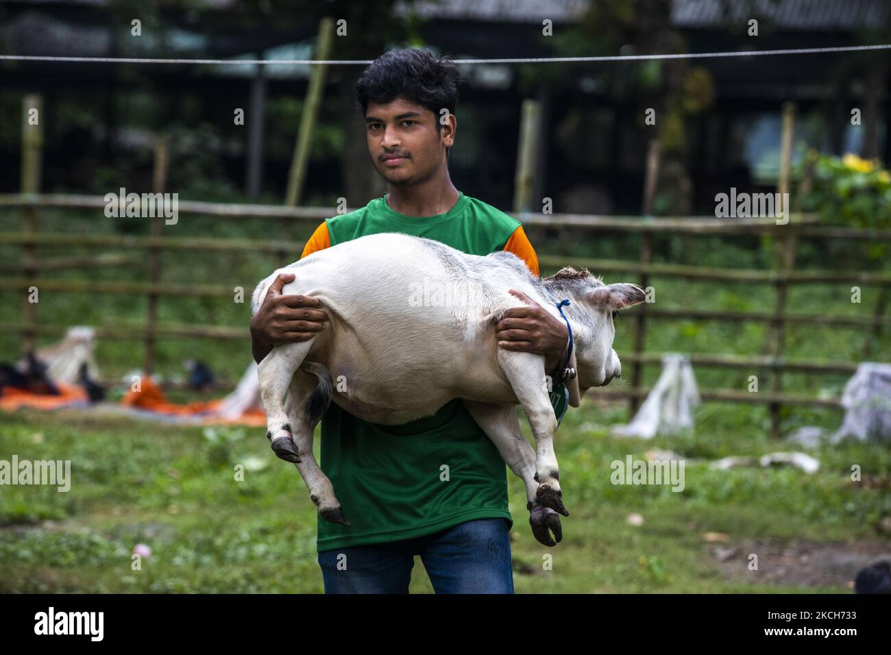 An attendent takes care a dwarf cow named Rani, whose owners applied to ...