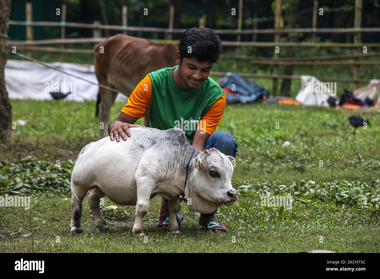 An attendent takes care a dwarf cow named Rani, whose owners applied to ...