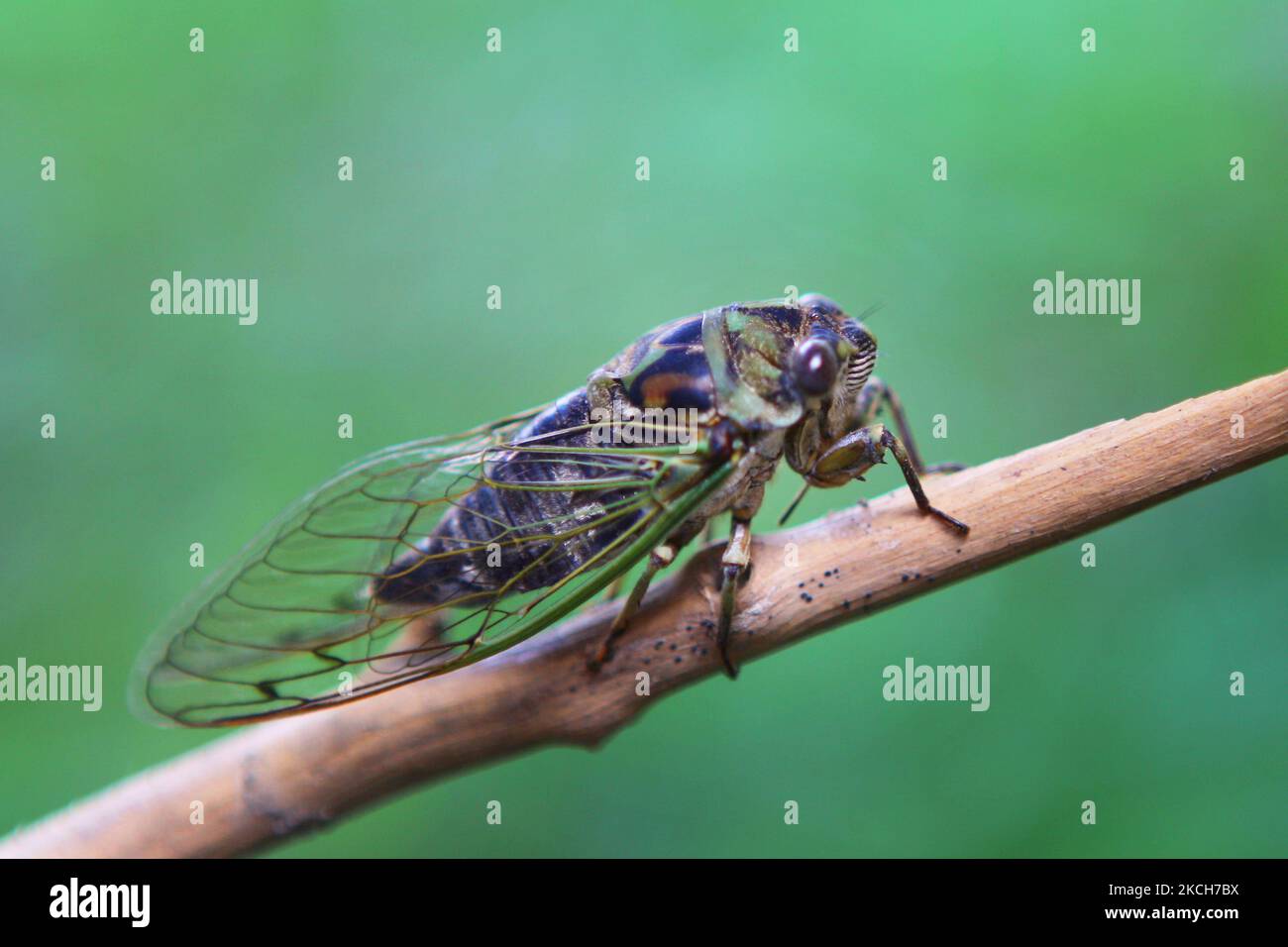 Common cicada (Tibicen linnei) on a branch in Toronto, Ontario, Canada ...