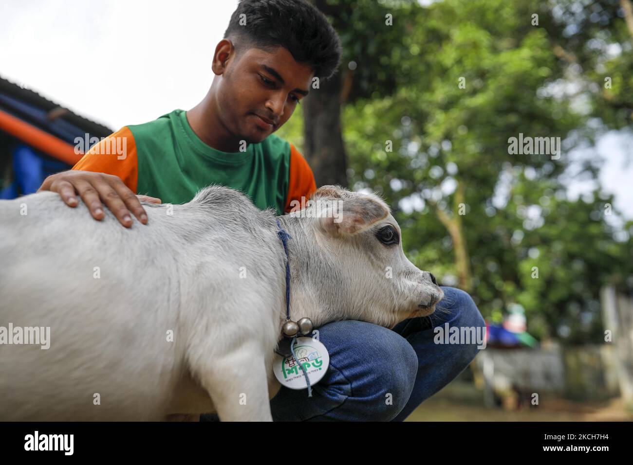 A dwarf cow named Rani is pictured at a farm as owner hopes to break ...