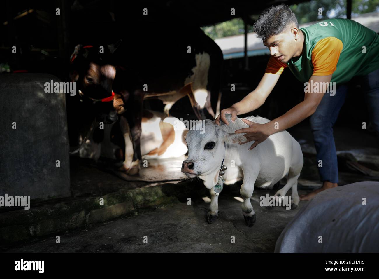 A dwarf cow named Rani is pictured at a farm as owner hopes to break ...