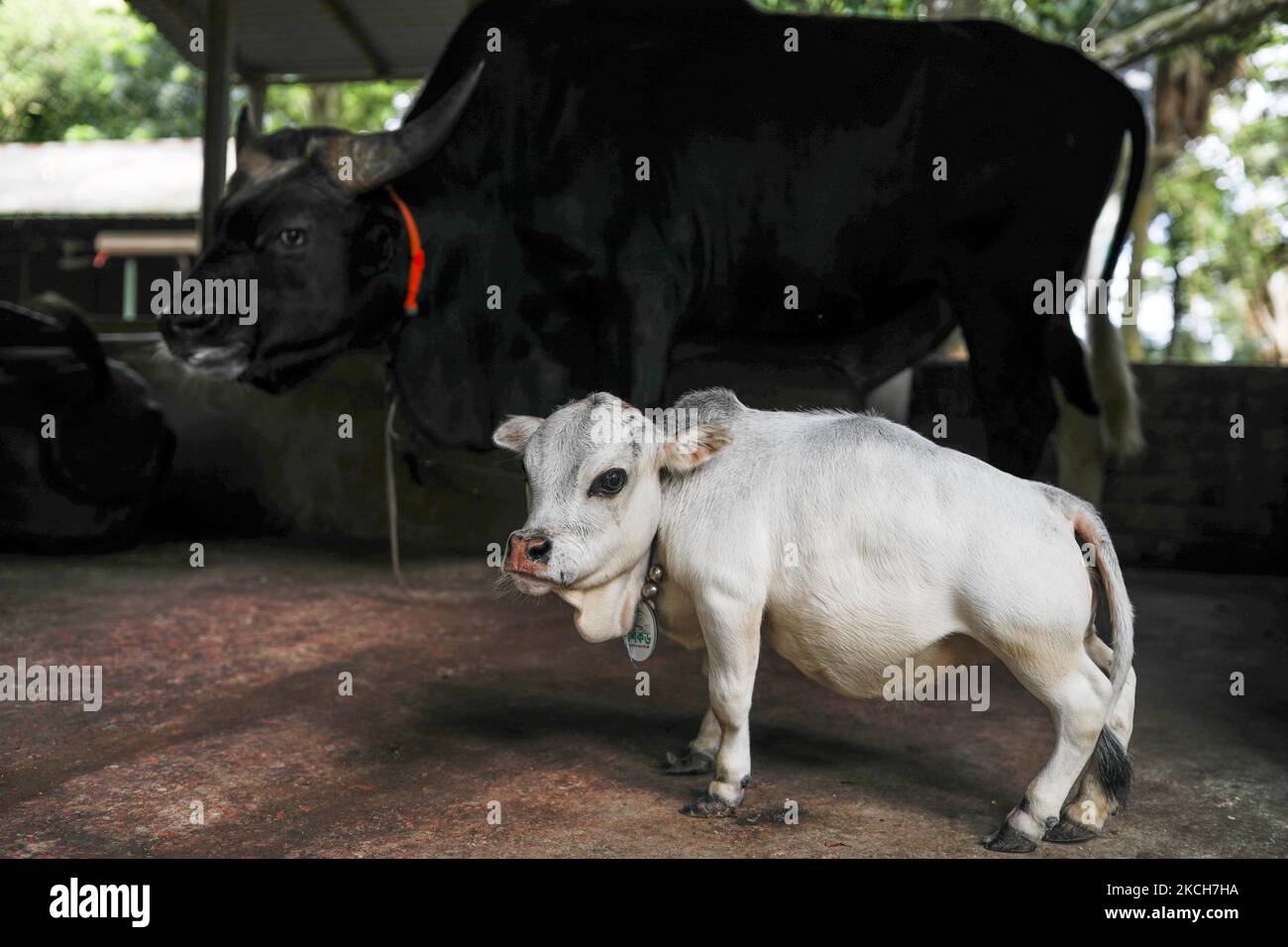 A dwarf cow named Rani is pictured at a farm as owner hopes to break ...