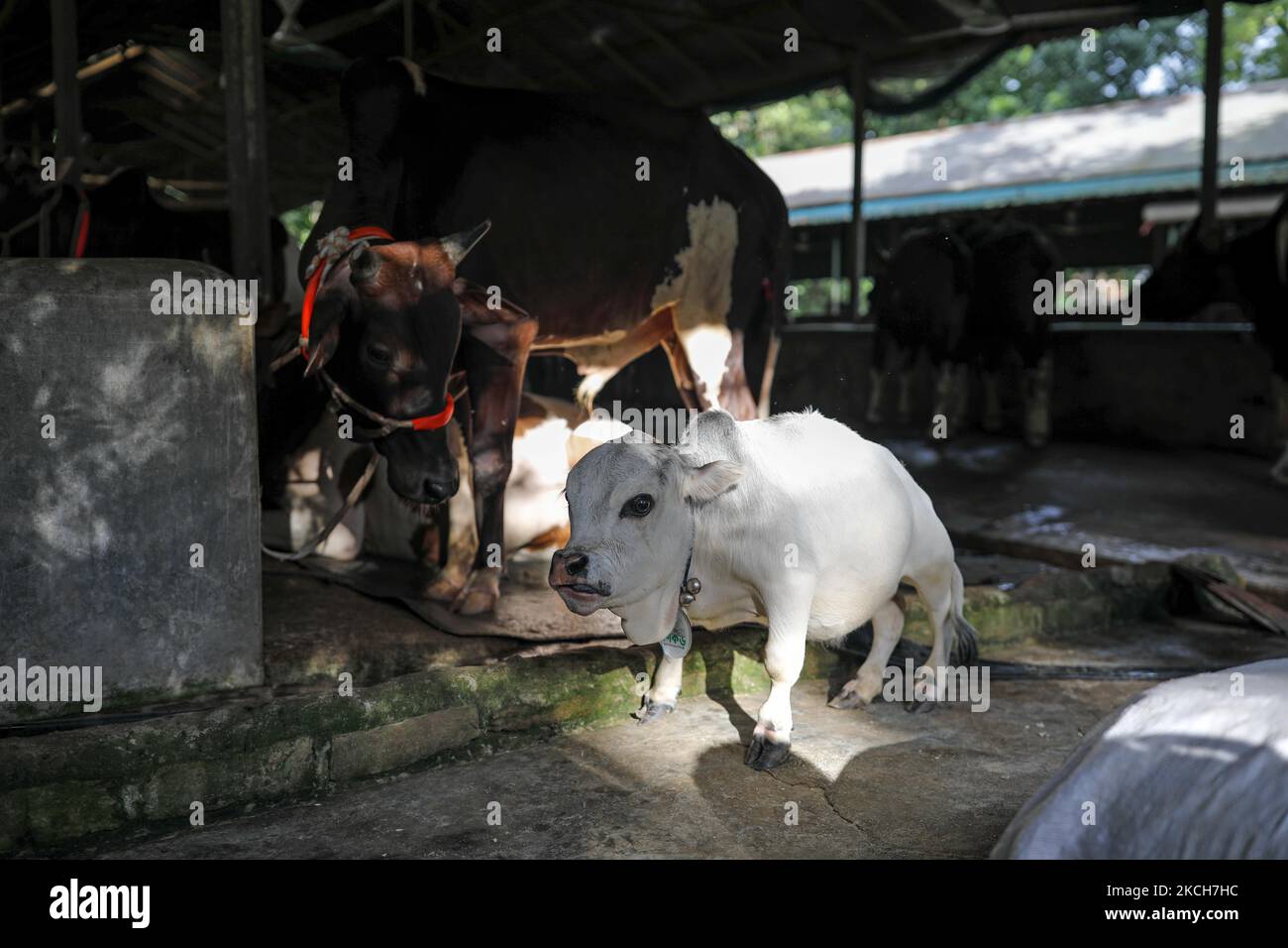 Smallest Cow In The World