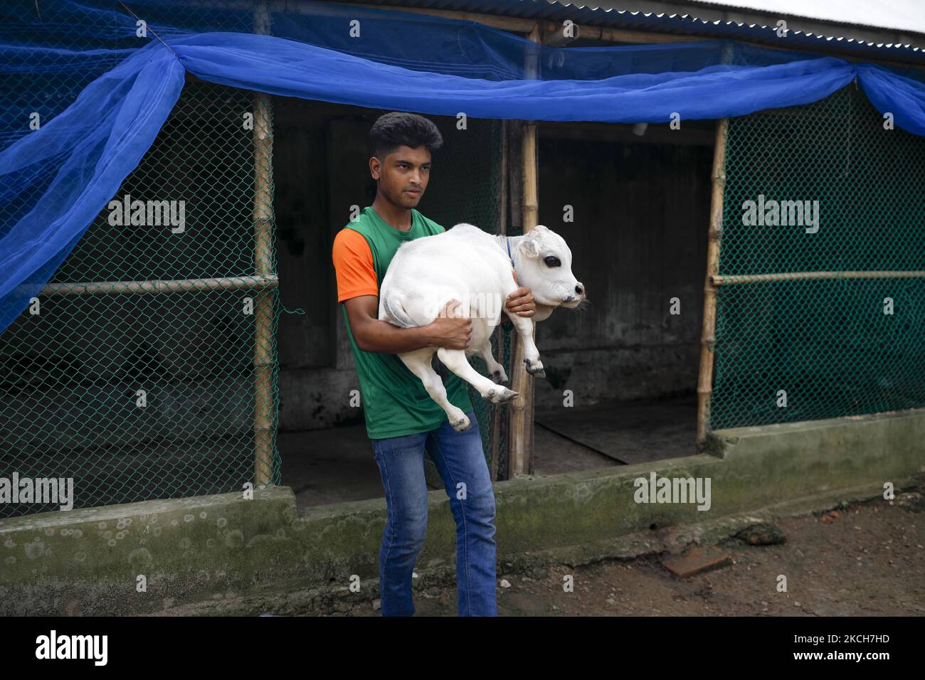 A dwarf cow named Rani is pictured at a farm as owner hopes to break ...