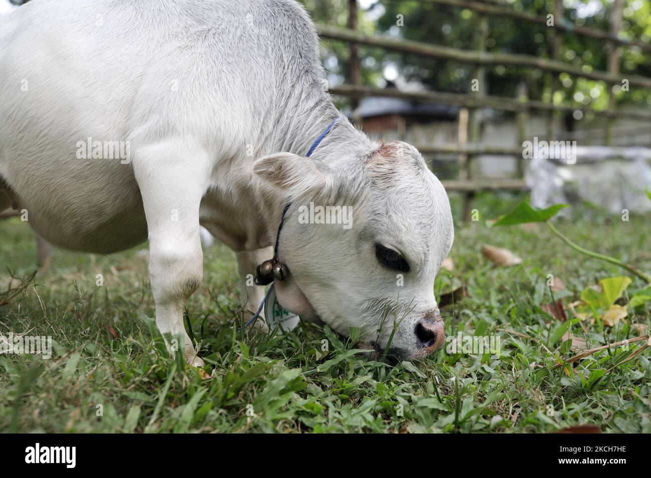 A dwarf cow named Rani is pictured at a farm as owner hopes to break ...