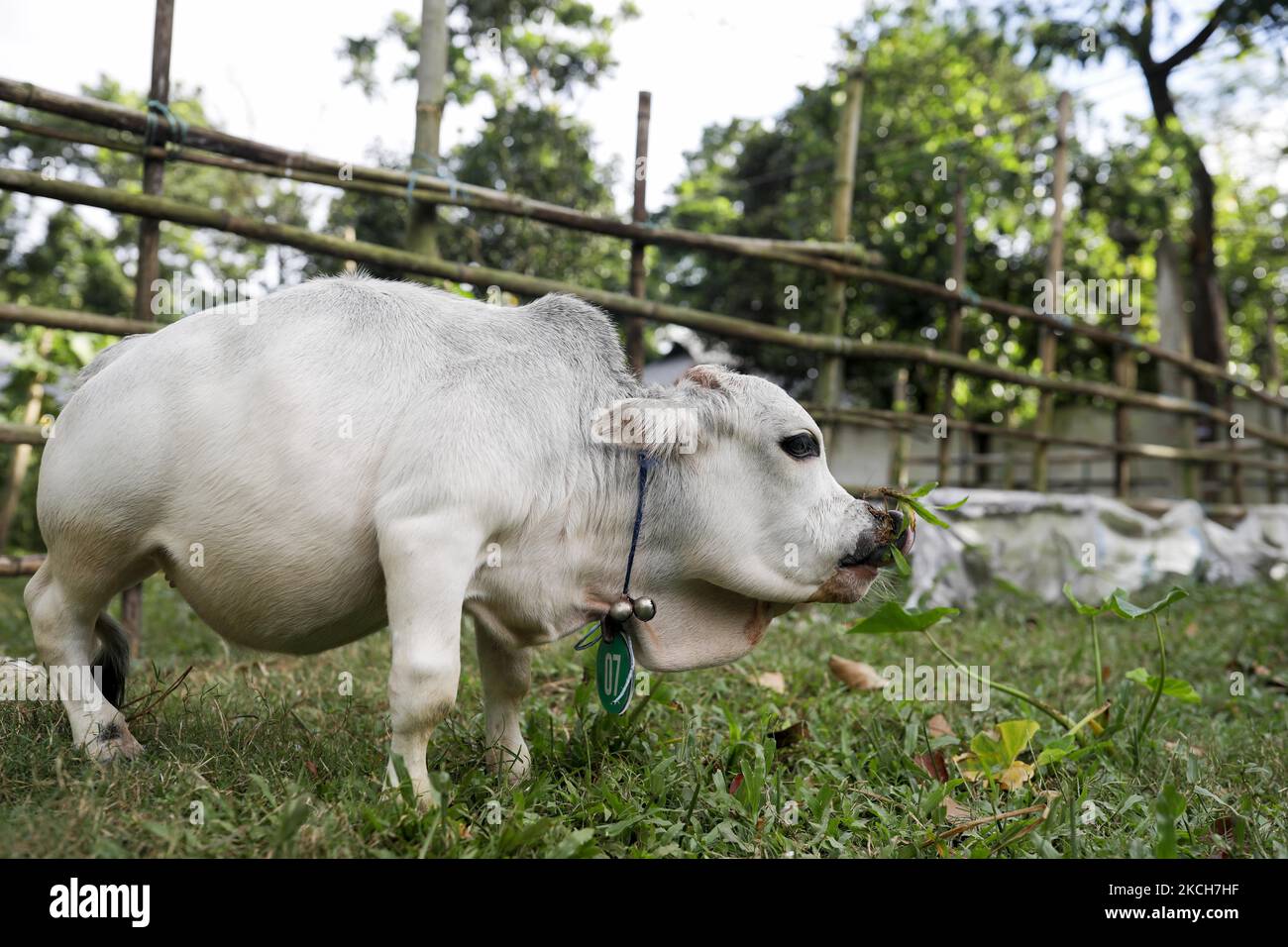 A dwarf cow named Rani is pictured at a farm as owner hopes to break ...