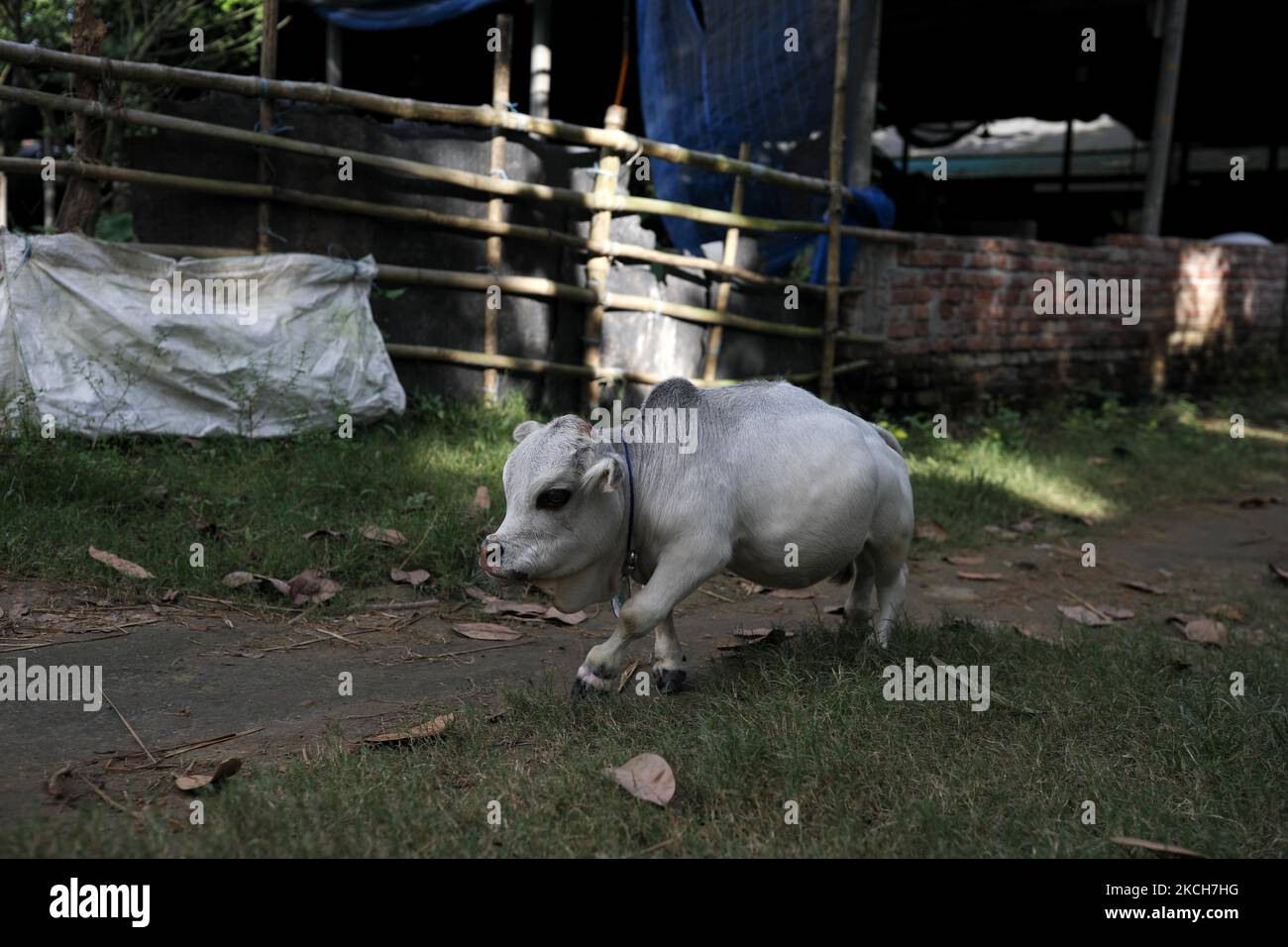 A dwarf cow named Rani is pictured at a farm as owner hopes to break ...