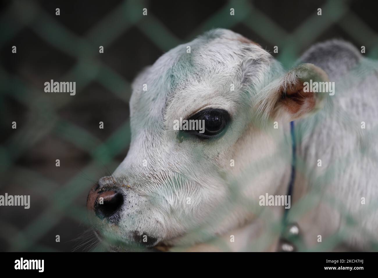 The Smallest Cow In The World