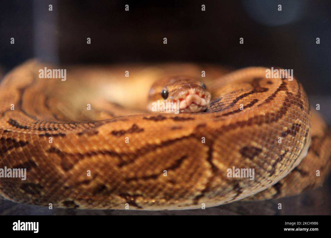 Cinnapin hi-res stock photography and images - Alamy