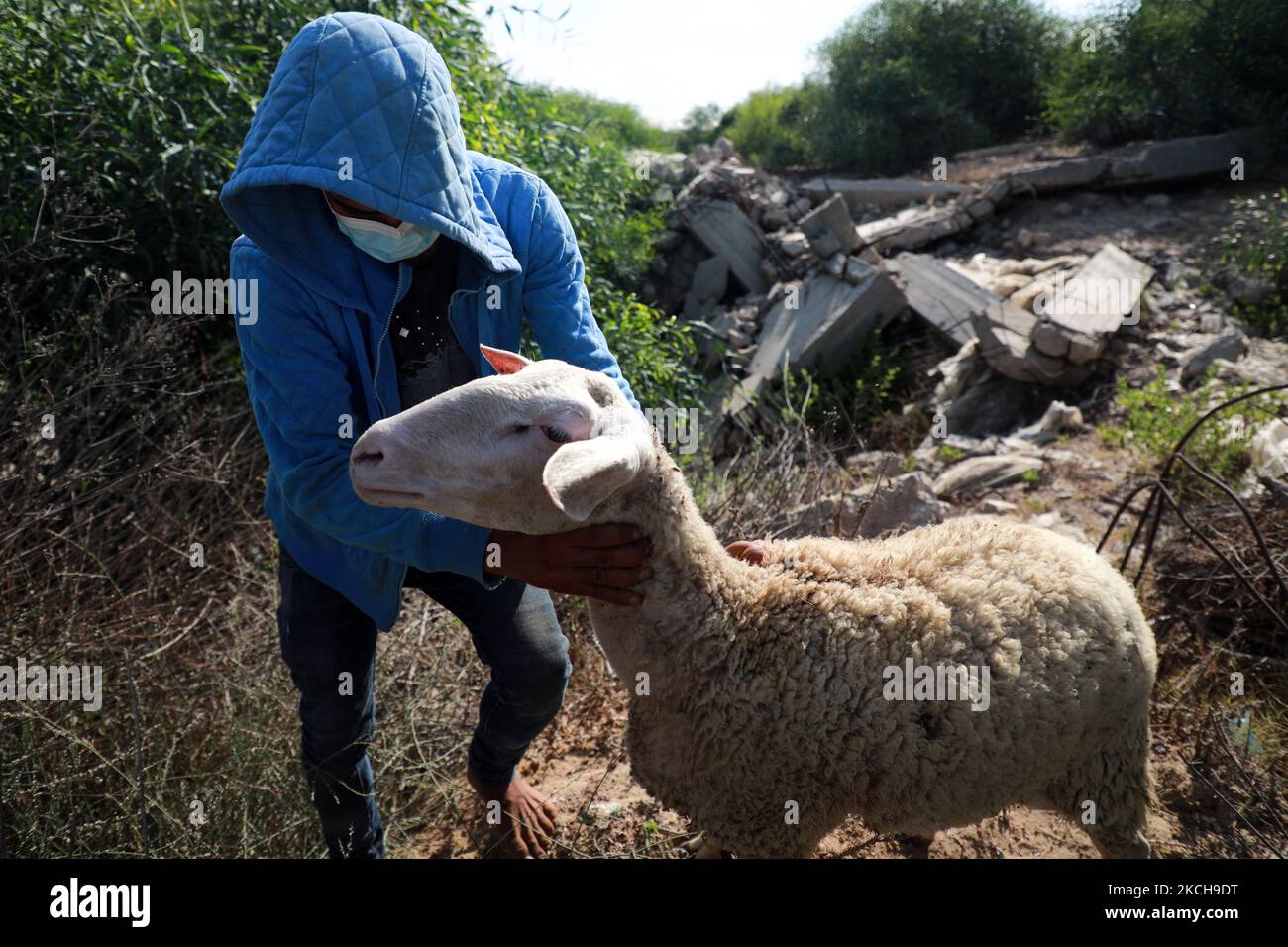 A Palestinian man carries a goat near the rubble houses destroyed by ...