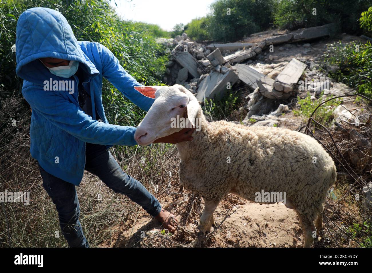 A Palestinian man carries a goat near the rubble houses destroyed by ...