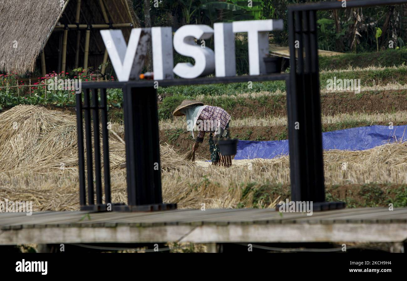 Indonesian farmers harvest rice organic in a paddy field in Ciharashas ...