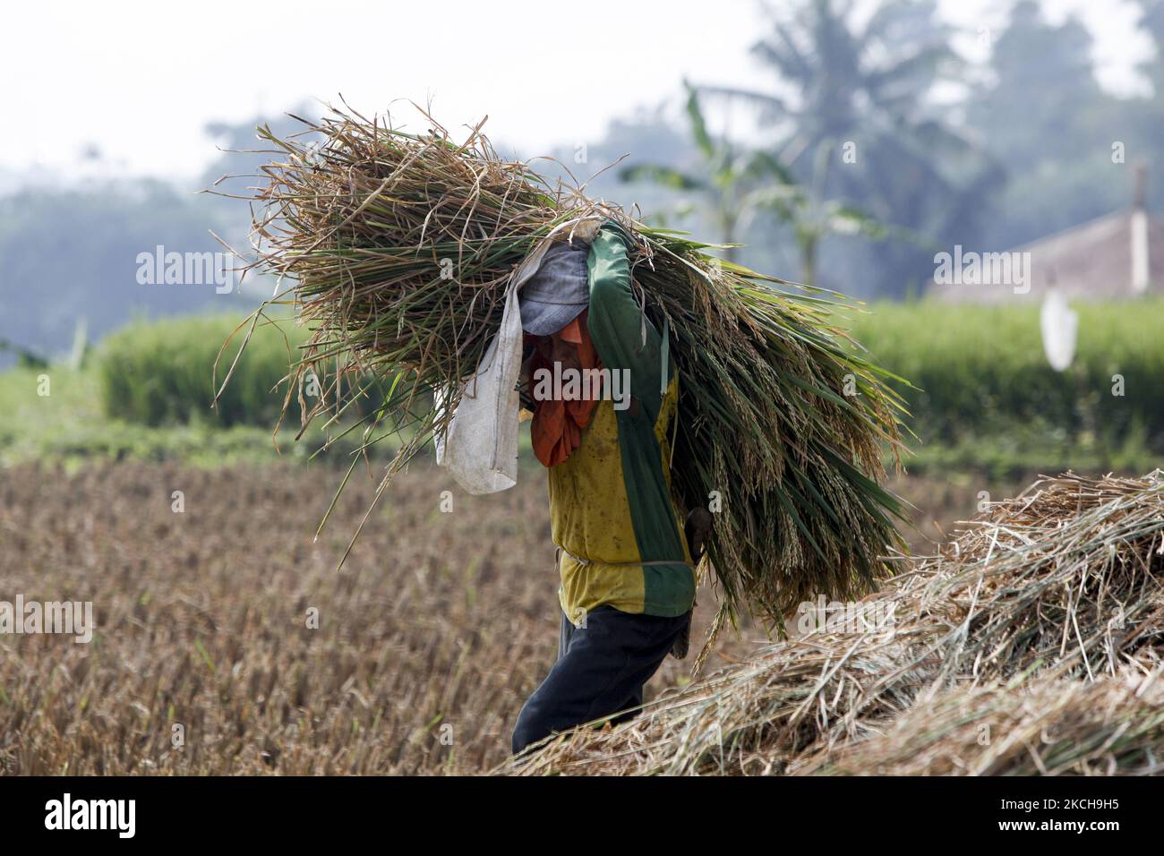 Indonesian farmers harvest rice organic at a paddy field in a village ...