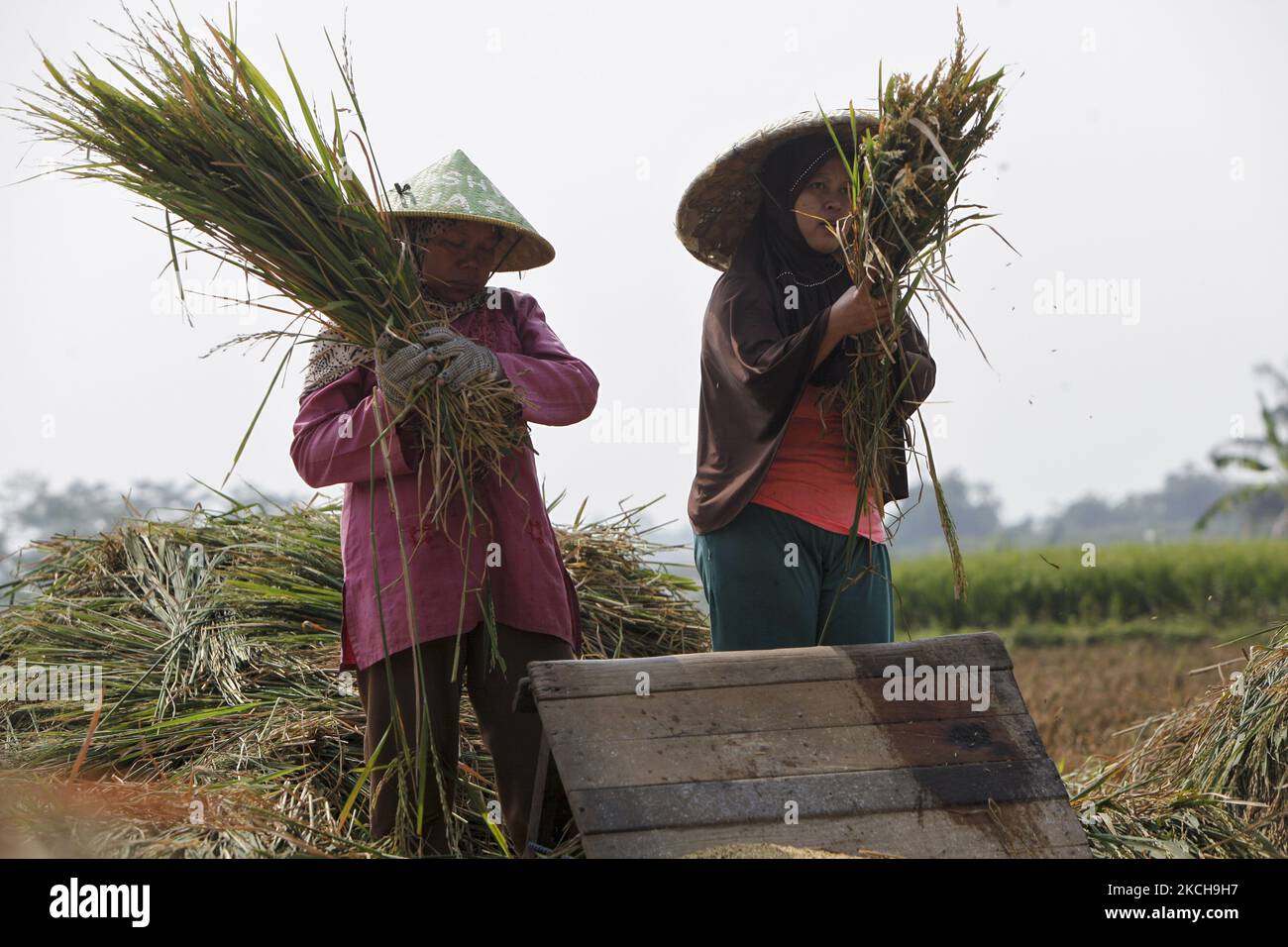 Indonesian farmers harvest rice organic in a paddy field in Ciharashas ...