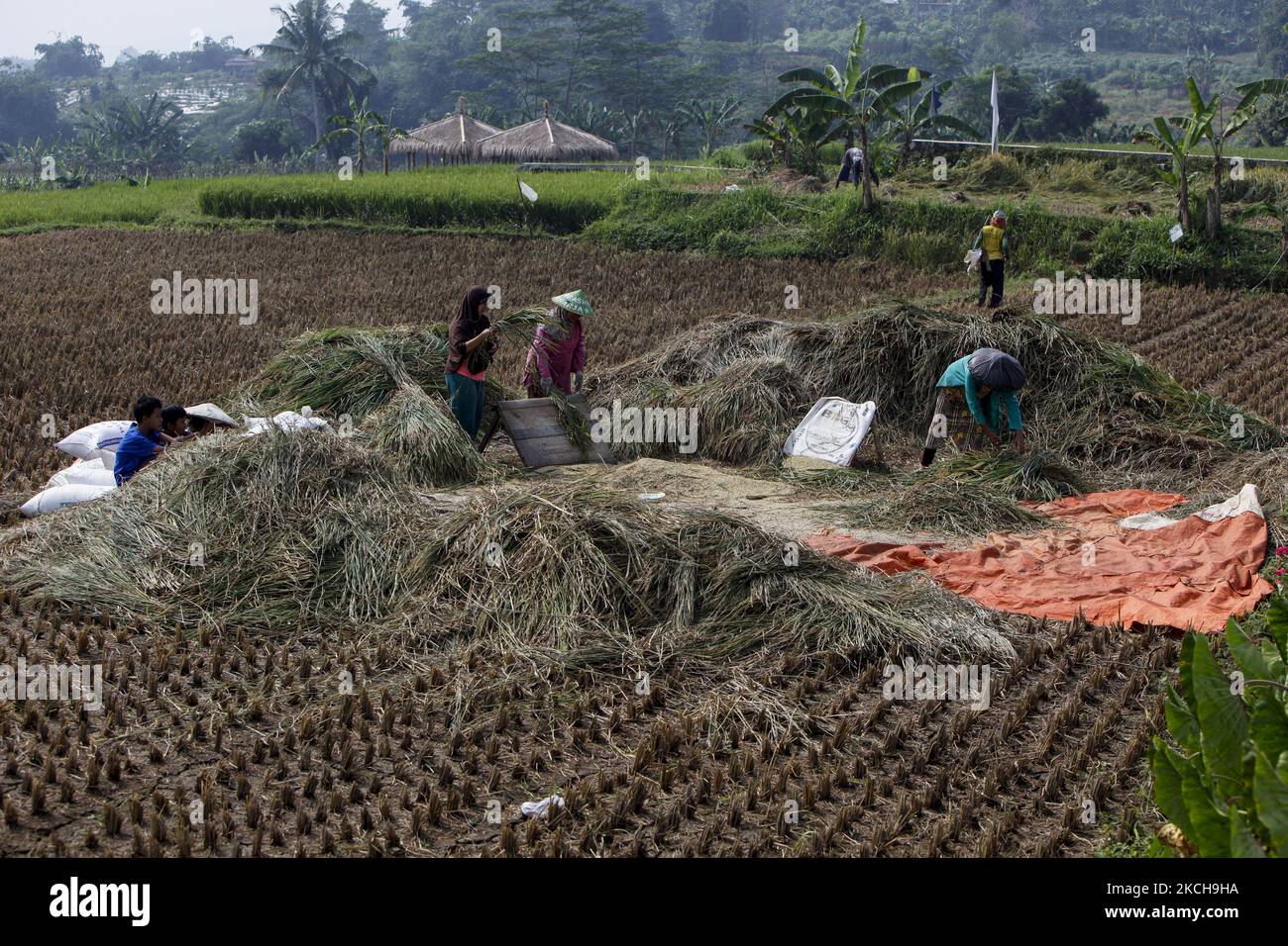 Indonesian farmers harvest rice organic at a paddy field in a village ...