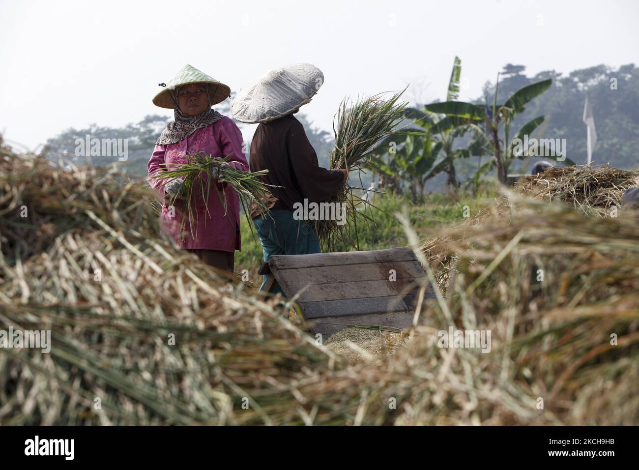 Indonesian farmers harvest rice organic at a paddy field in a village ...