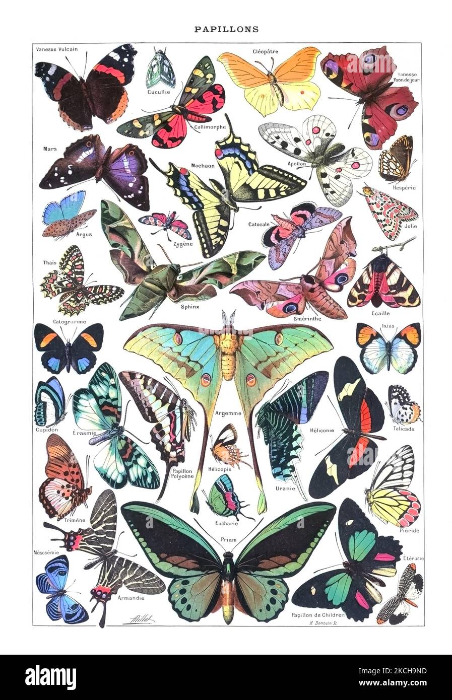 Butterfly illustrator hi-res stock photography and images - Alamy