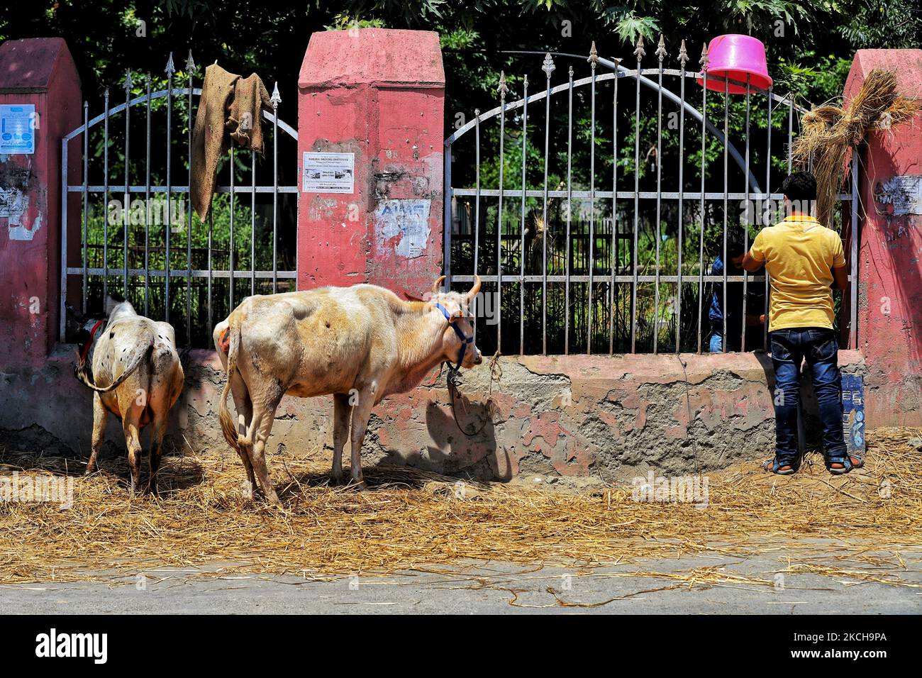 Muslims cow slaughter in india hi-res stock photography and images - Alamy
