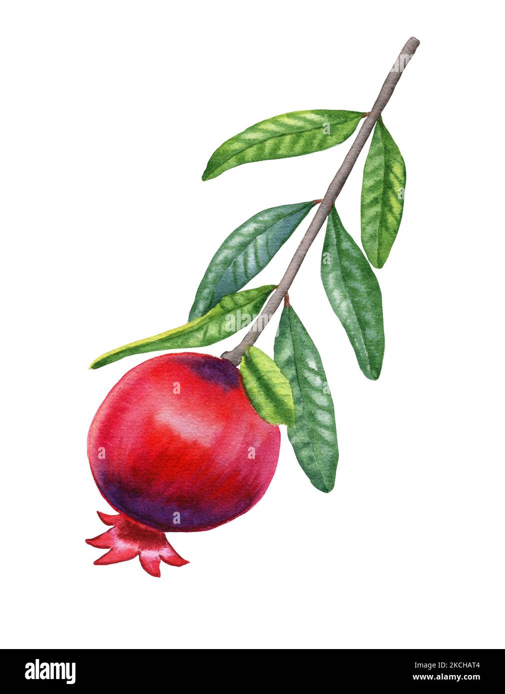 Red pomegranate fruit on a branch with leaves watercolor botanical ...
